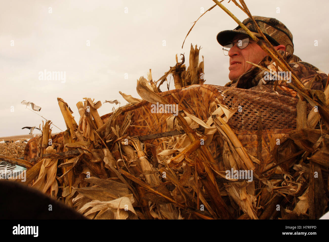 Snow goose hunting in hi-res stock photography and images - Alamy