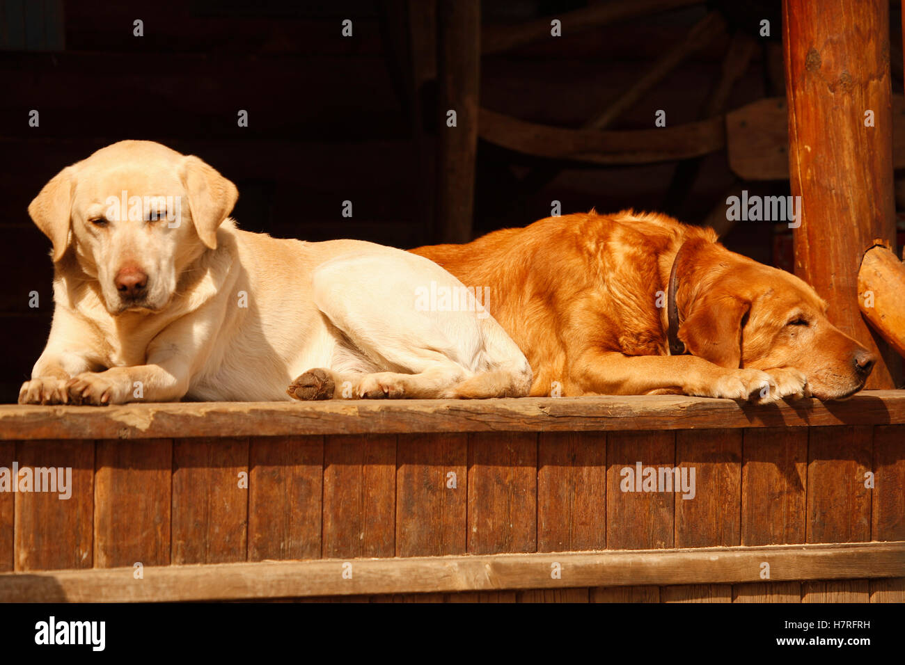 Tired Red Lab With Yellow Lab Sunning On Porch Stock Photo - Alamy