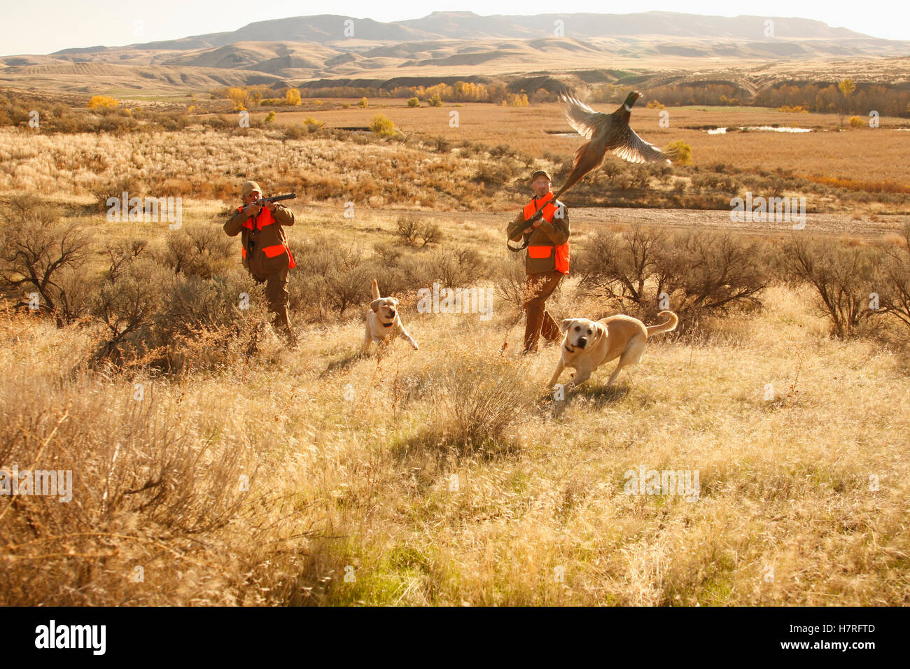 Two Upland Bird Hunters Flushing Pheasant And Lab Running After Them ...