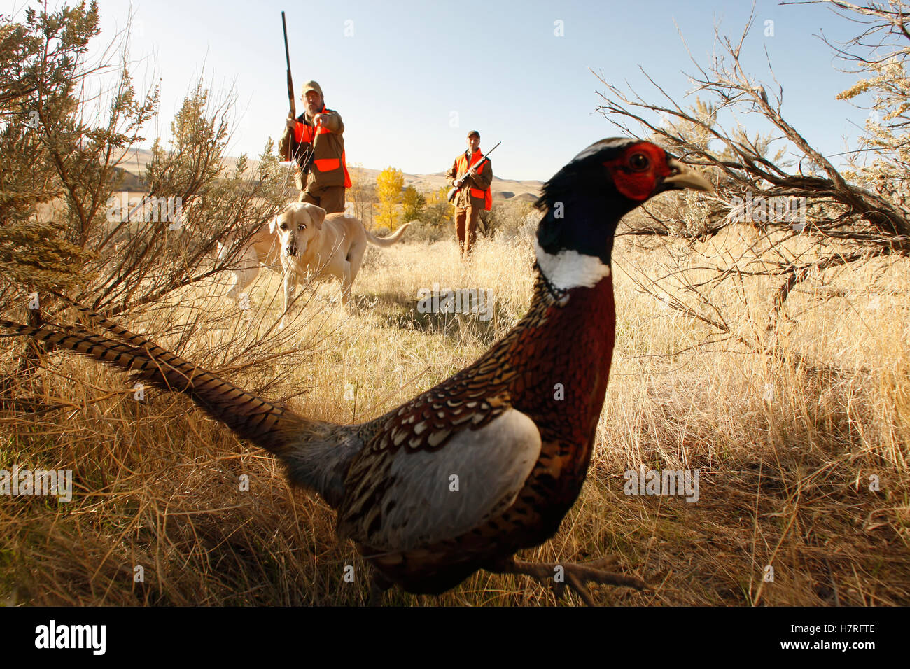 Two Upland Bird Hunters Stalking A Pheasant Stock Photo - Alamy