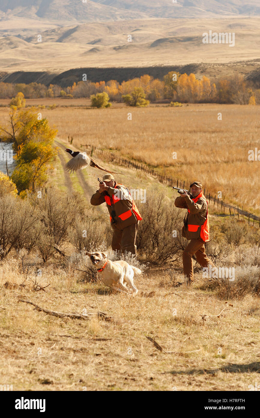 Pheasant flushing hi-res stock photography and images - Alamy