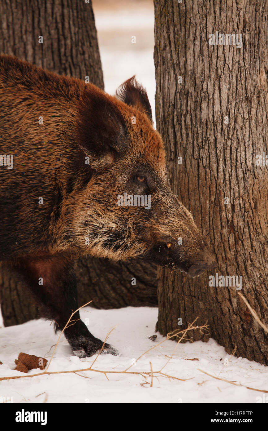 Razorback pig usa hi-res stock photography and images - Alamy
