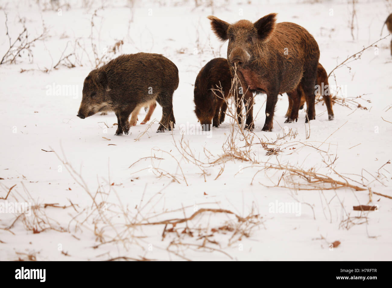 Razorback pig usa hi-res stock photography and images - Alamy