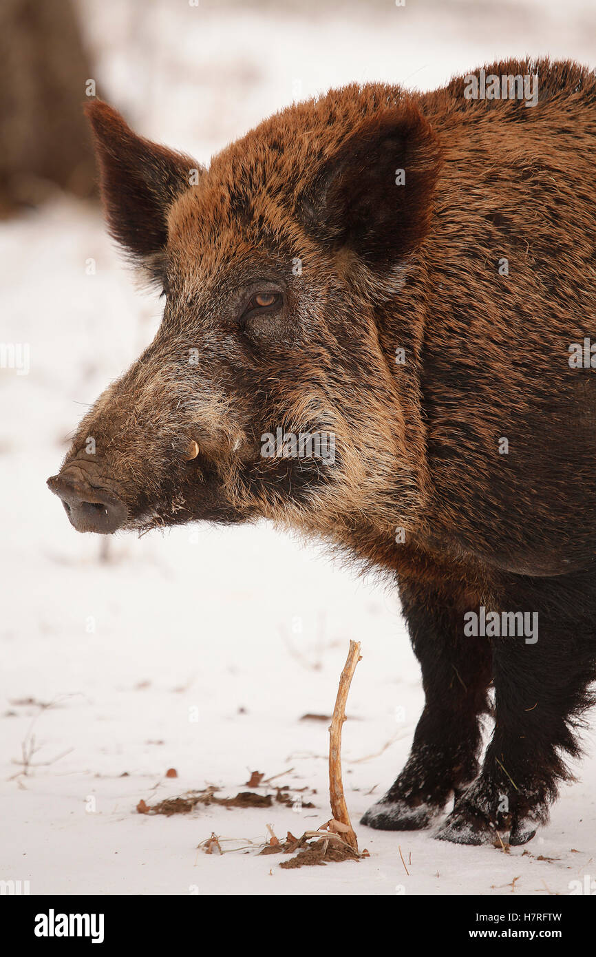 Russian boar hi-res stock photography and images - Alamy
