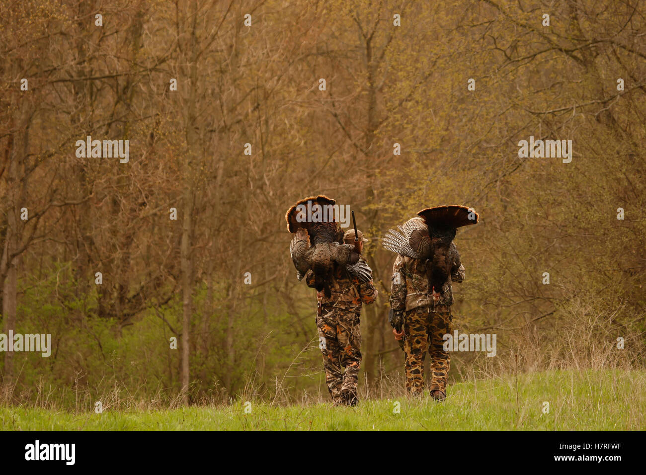 Two Turkey Hunters Walking And Carrying Dead Turkeys Stock Photo - Alamy