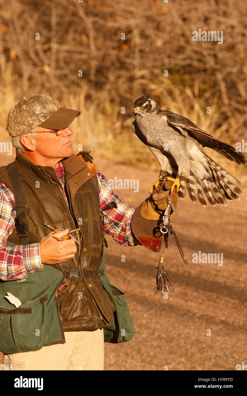 Falconer With Falcon Stock Photo - Alamy