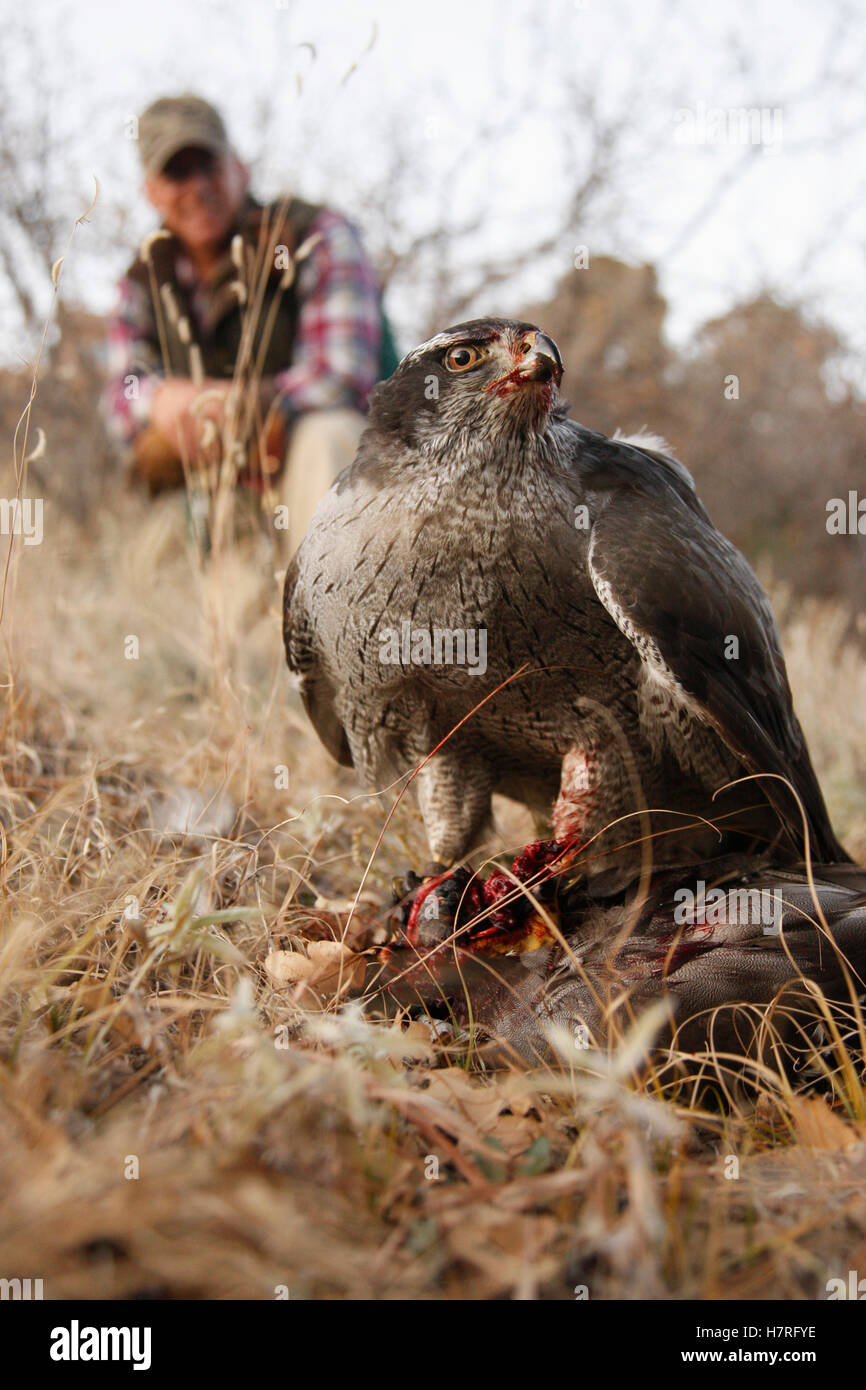 Falcon mountains hi-res stock photography and images - Alamy
