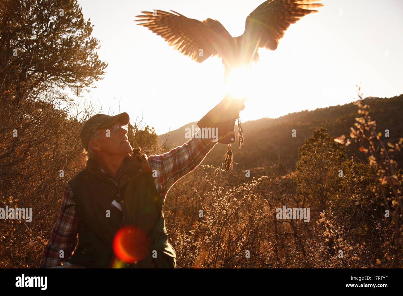 Falconer With Falcon Stock Photo - Alamy