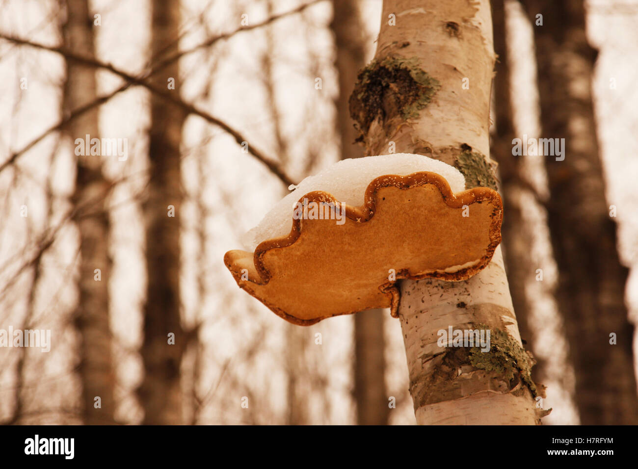 Mushroom Cap On Aspen Stock Photo - Alamy