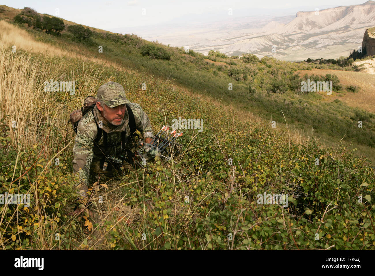 Elk Hunter Stalking With Bow Stock Photo - Alamy