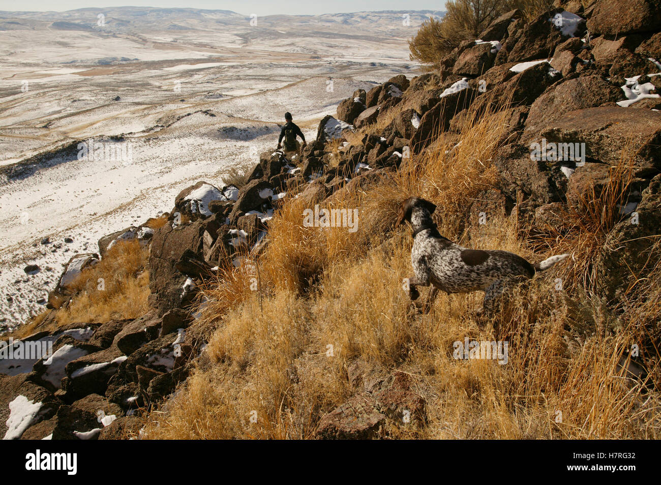 Upland Bird Hunter With Dog Stock Photo - Alamy