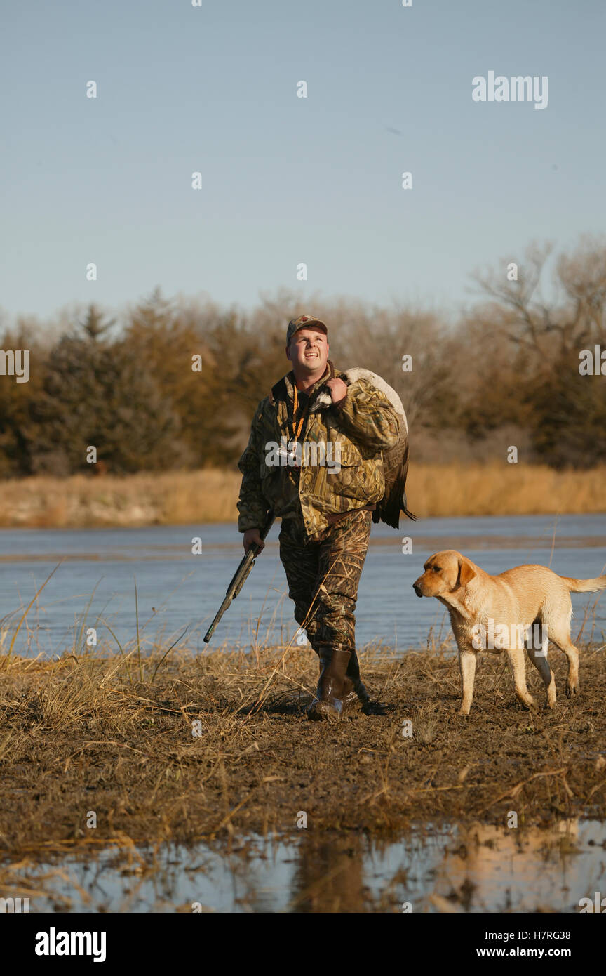 Goose Hunter Carrying Dead Goose With Yellow Lab Stock Photo - Alamy
