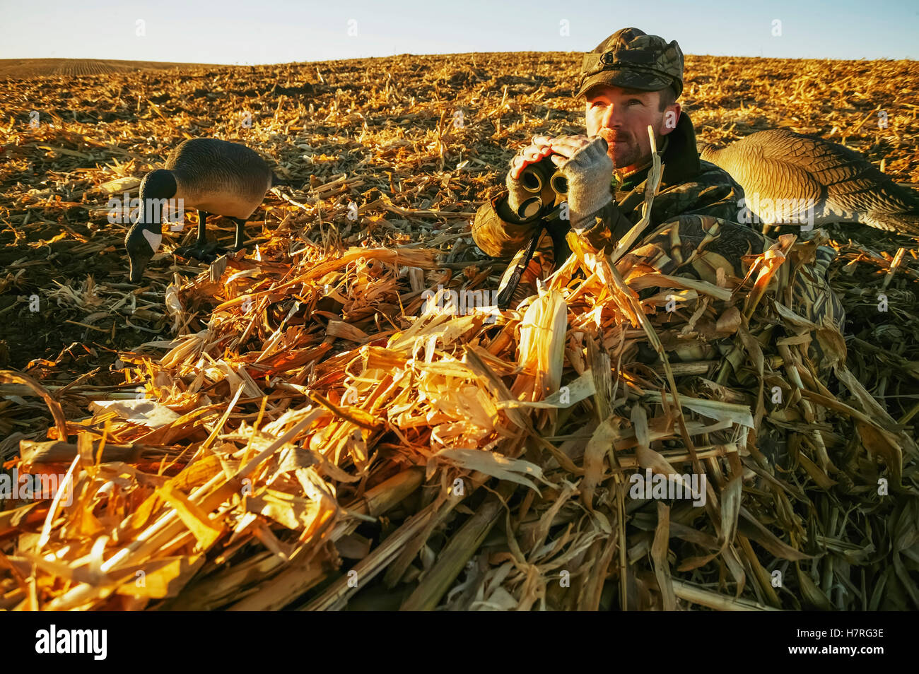 Waterfowl Hunters In Field Lay Down In Blinds Stock Photo - Alamy