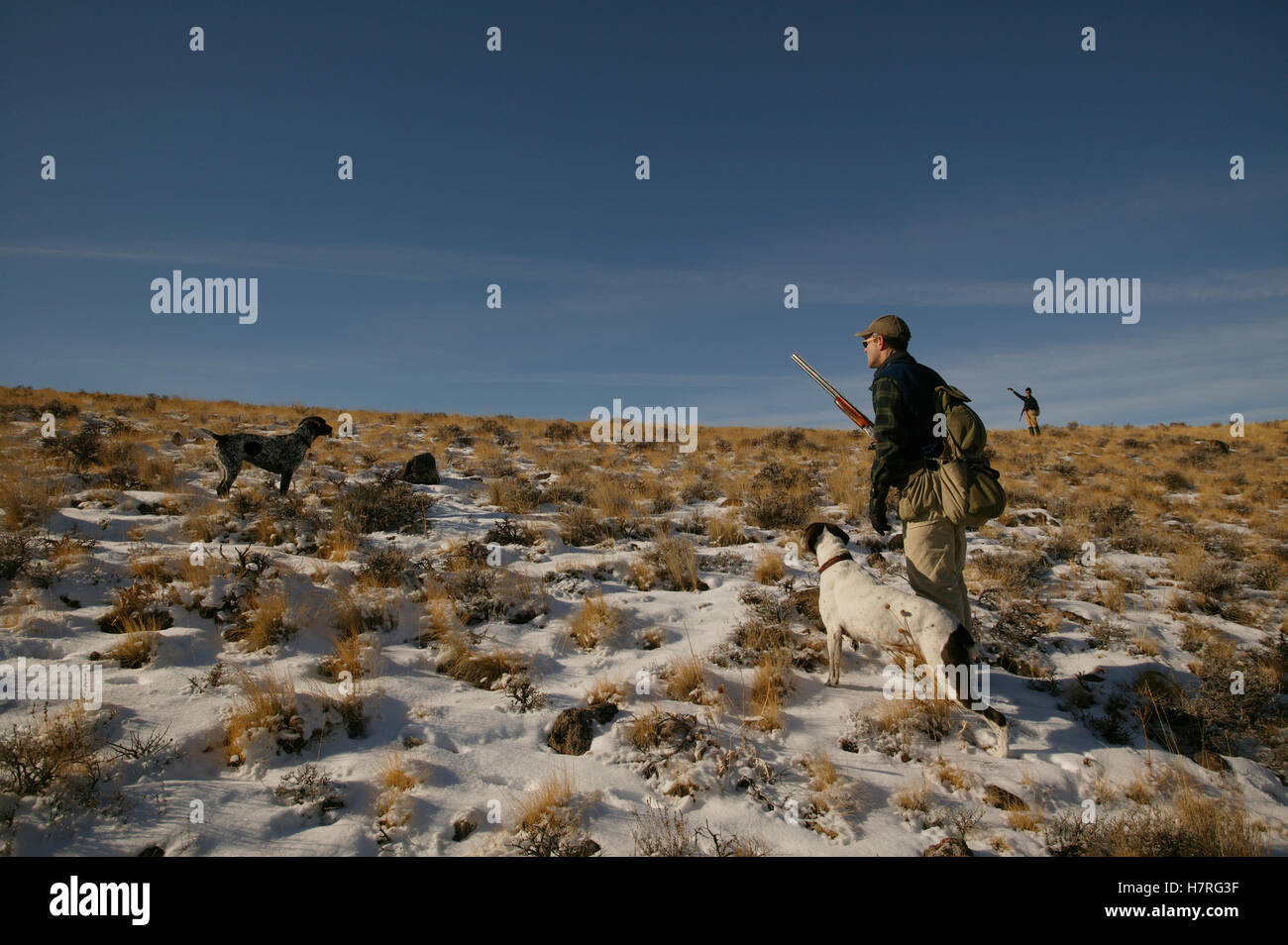 Two animals in cornfield hi-res stock photography and images - Alamy