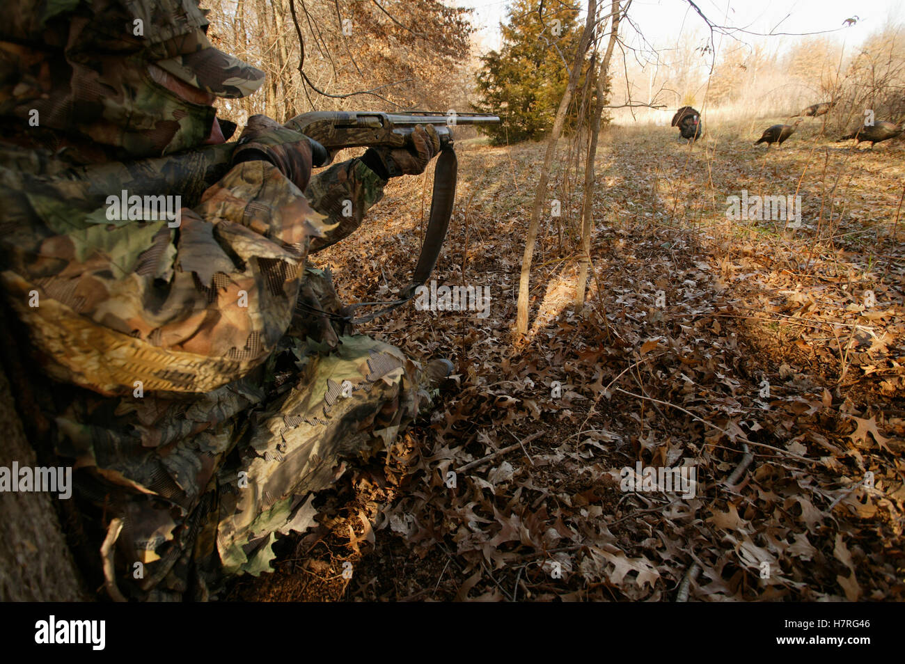 Turkey hunting gun hi-res stock photography and images - Alamy