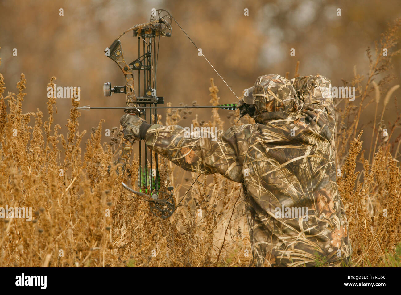 Big Game Hunter Drawing Bow Stock Photo - Alamy
