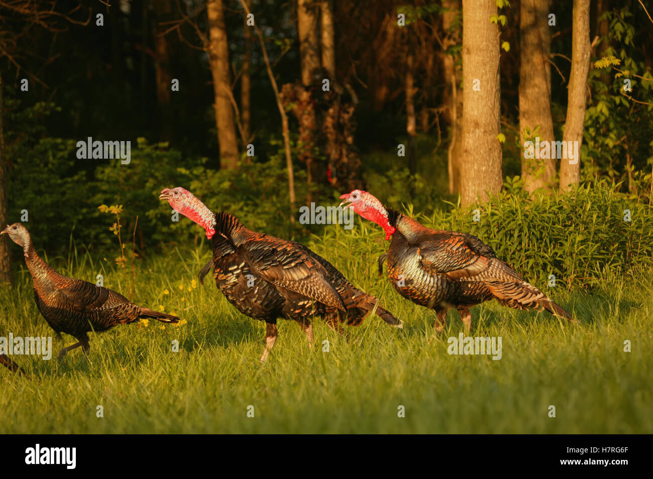 Three toms hi-res stock photography and images - Alamy
