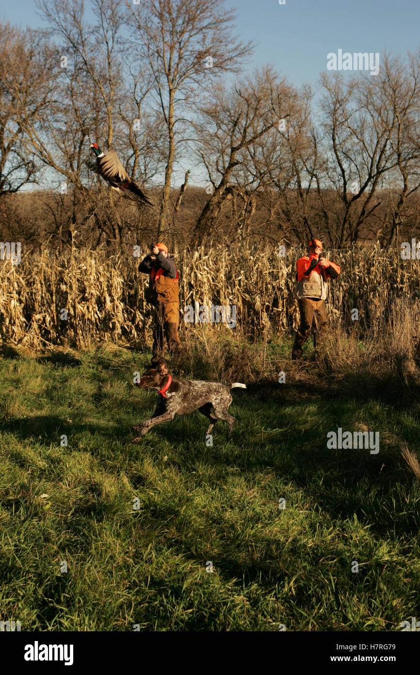 Upland Hunters Flushing Pheasants With Lab Stock Photo - Alamy