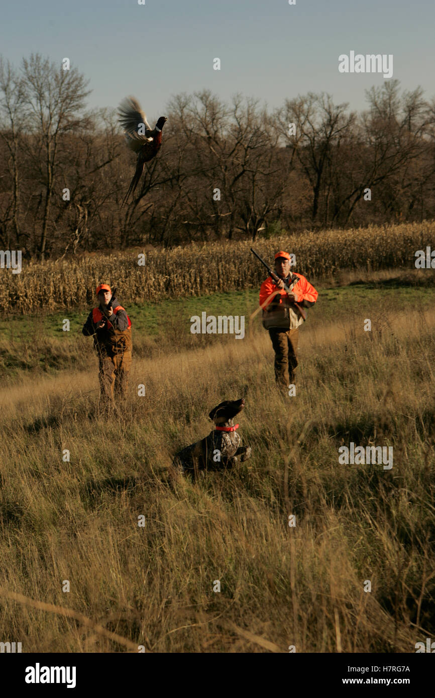 Upland Hunters Flushing Pheasants With Lab Stock Photo - Alamy