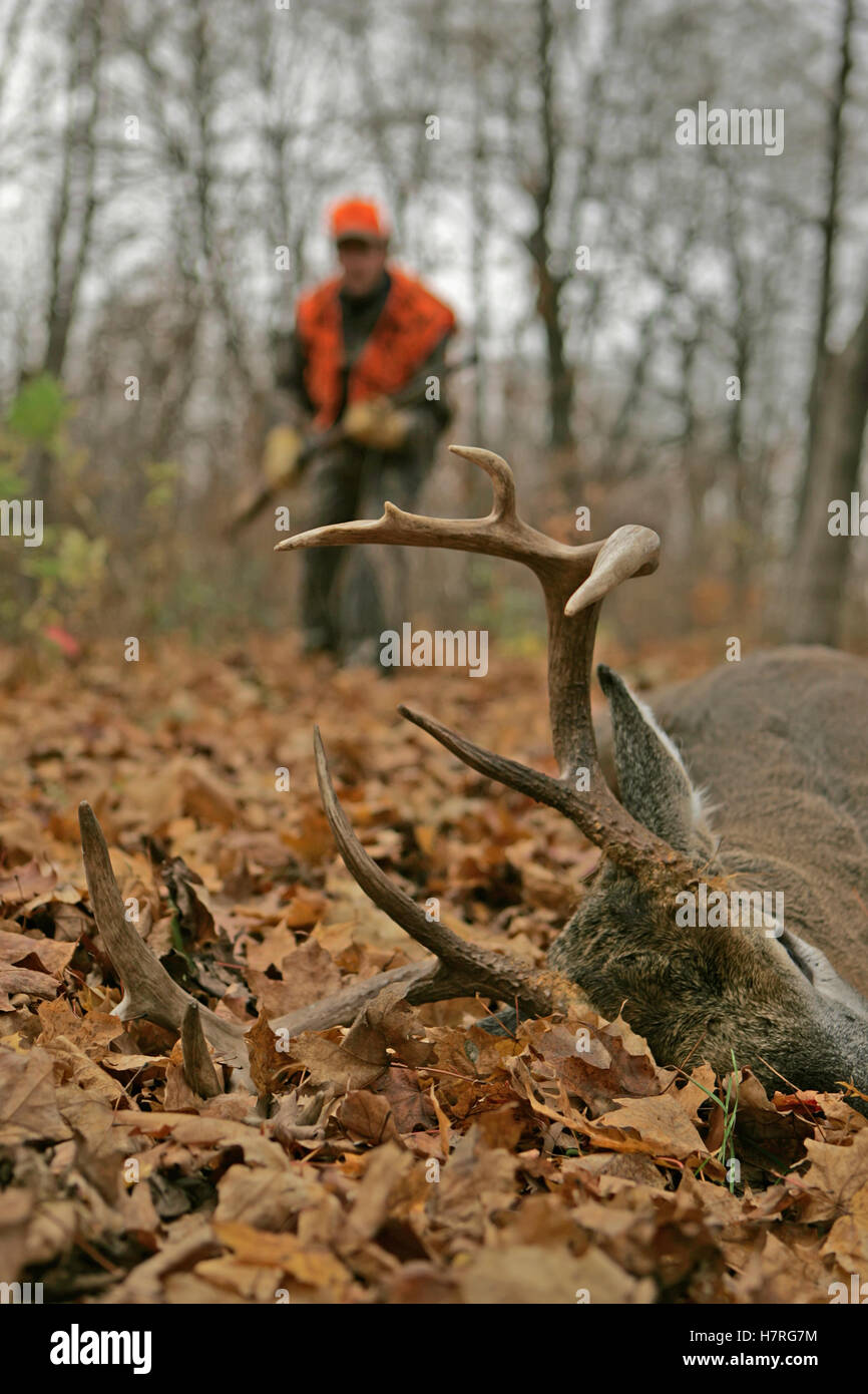 Hunter Approaching Dead Deer Stock Photo - Alamy