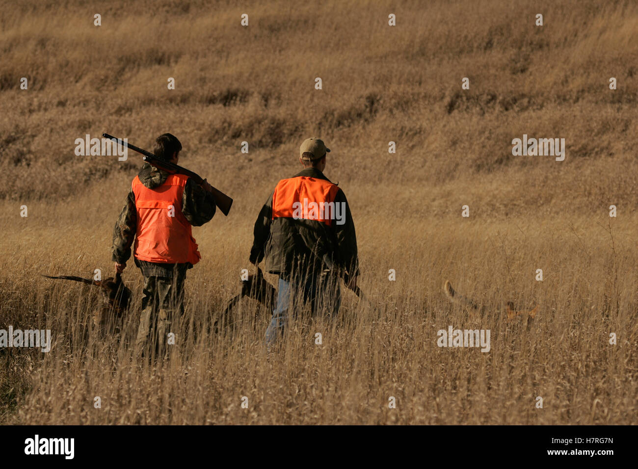 Dog flushing pheasant hi-res stock photography and images - Alamy