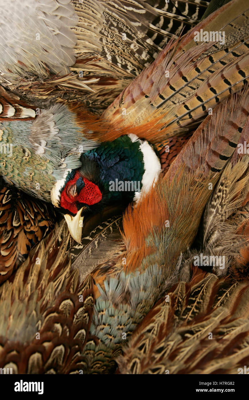 Dead roosters hi-res stock photography and images - Alamy