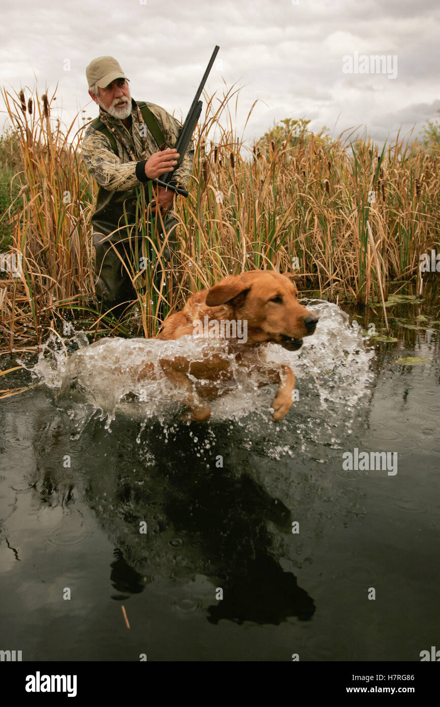 Lab retrieving duck hi-res stock photography and images - Alamy