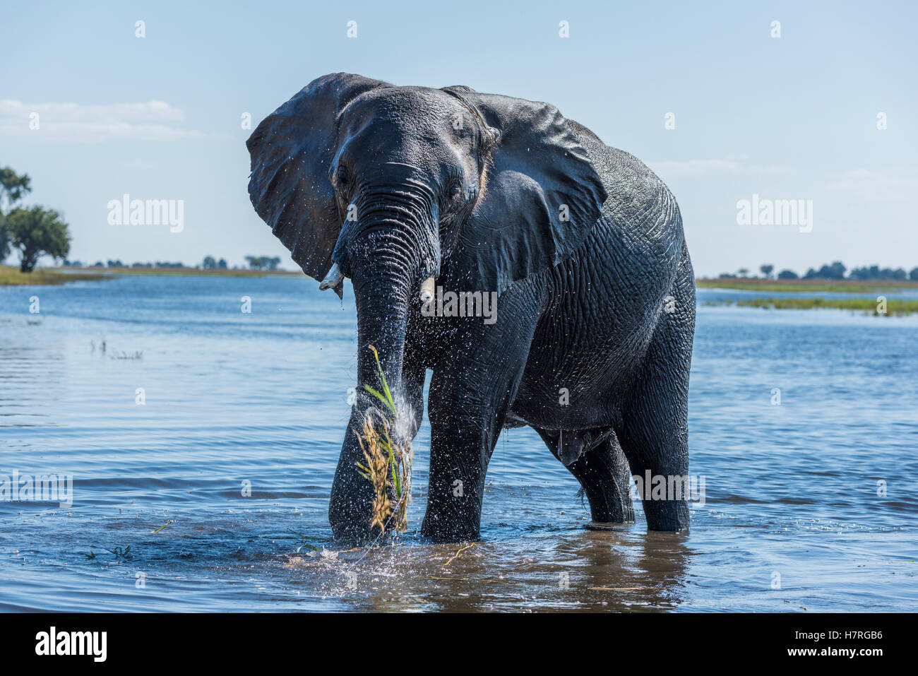African elephant trunk holding hi-res stock photography and images - Alamy