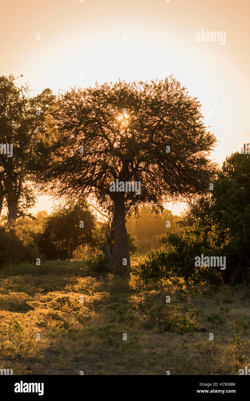 Marula tree filtering light from setting sun; Botswana Stock Photo - Alamy