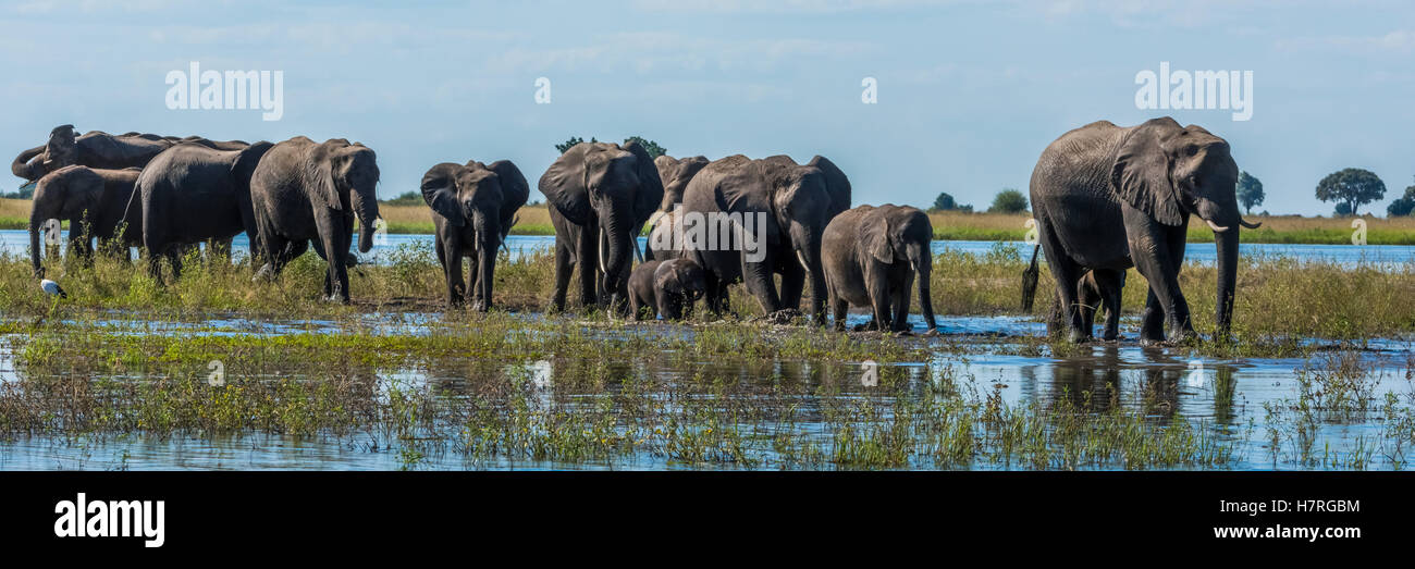Side view elephants crossing shallow hi-res stock photography and ...