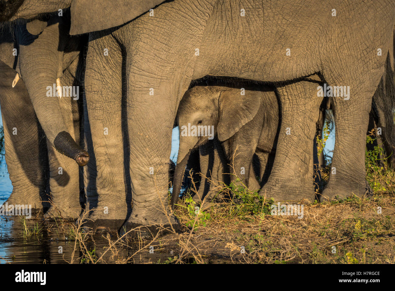 Baby elephant (Loxodonta africana) hiding between legs of mother ...