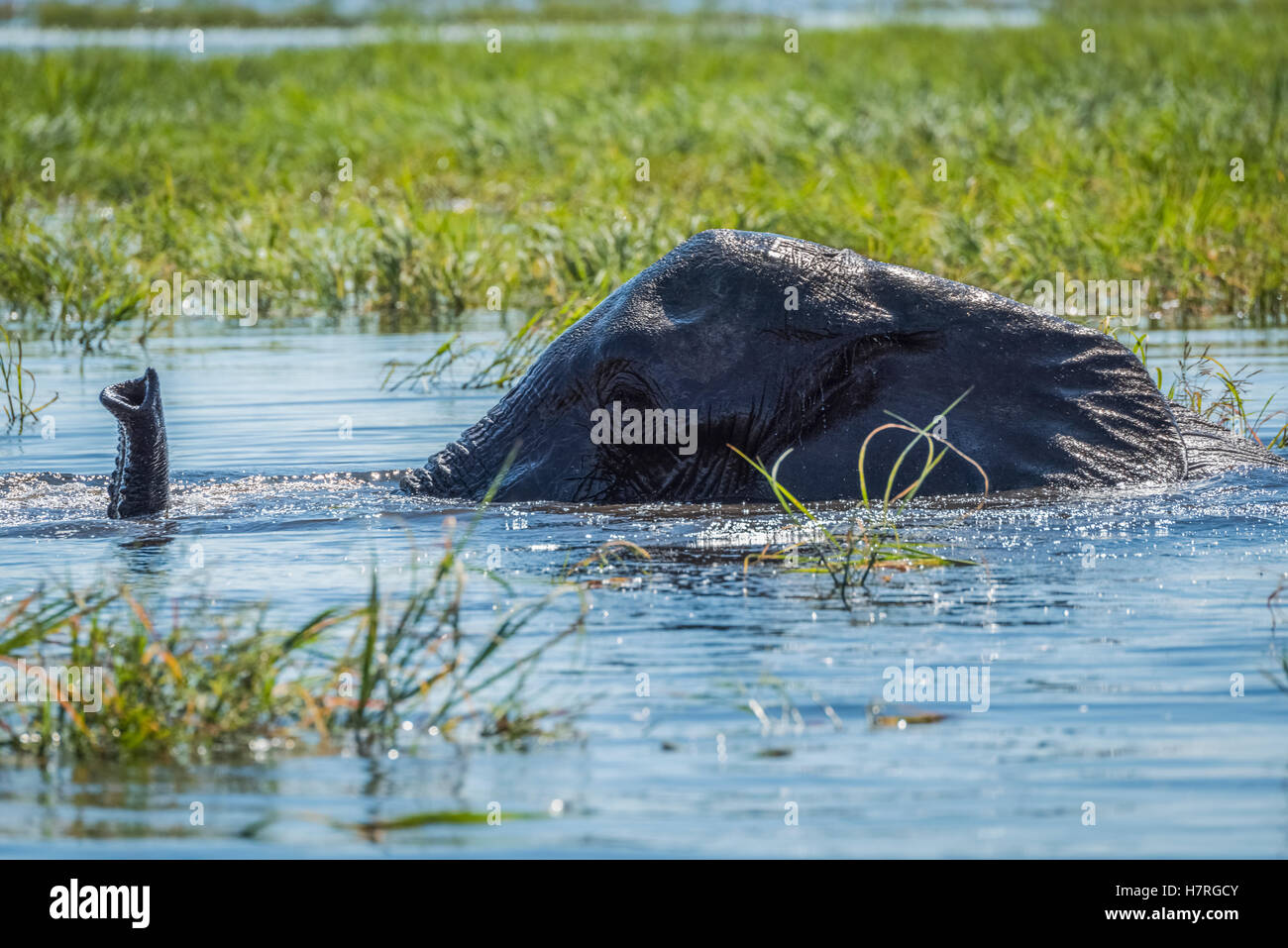 Elephant breathing in water hi-res stock photography and images - Alamy