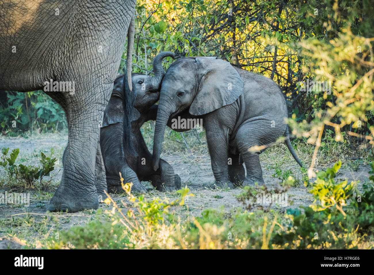 Two baby elephants (Loxodonta africana) playing behind their mother ...