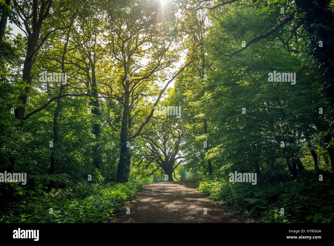 Epping Forest; London, England Stock Photo - Alamy