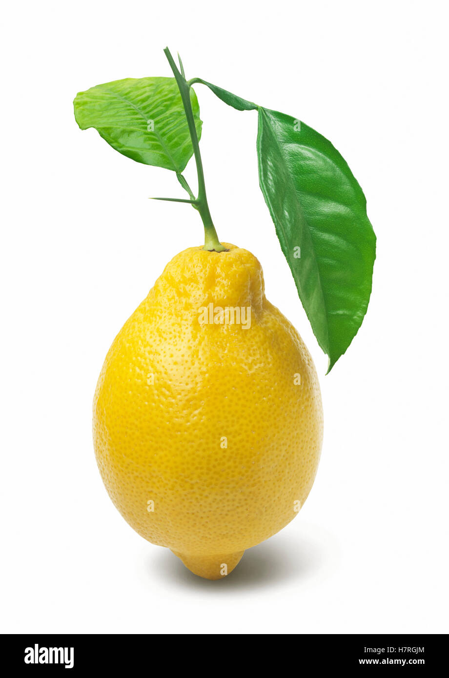 Standing lemon with a leaf on a white background Stock Photo - Alamy