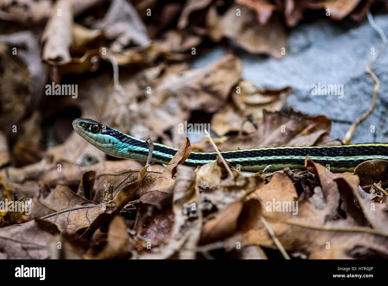 Blue garter snake hi-res stock photography and images - Alamy
