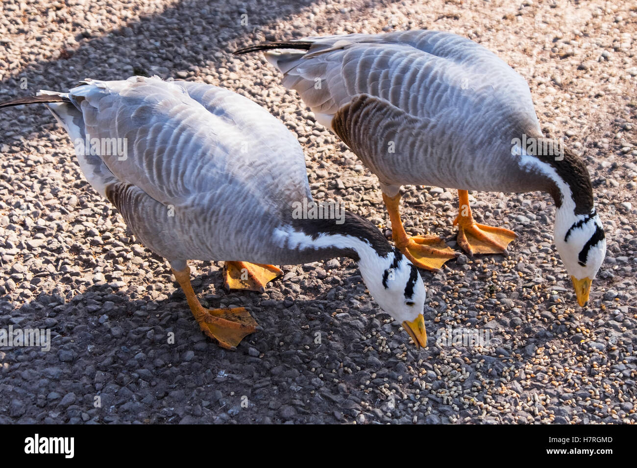 Bar-Headed Geese (Anser Indicus) pecking at the ground, FOTA Wildlife ...