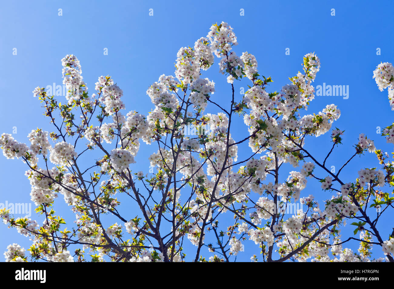 London in blossom hi-res stock photography and images - Alamy