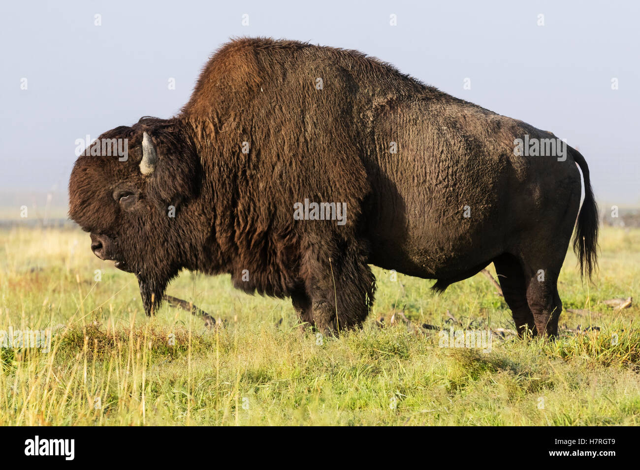 CAPTIVE: Large bull Wood Bison, Alaska Wildlife Conservation Center ...