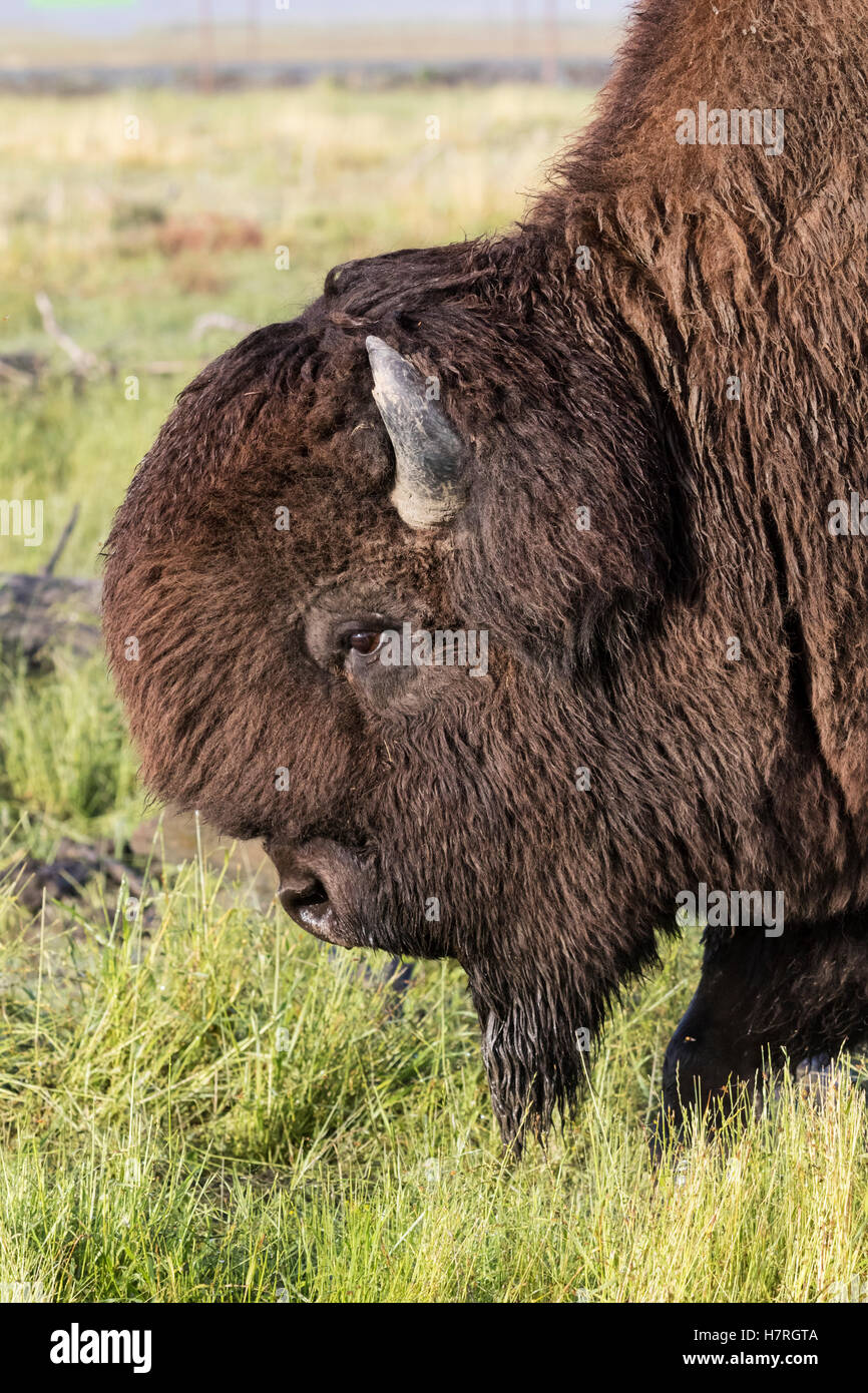 CAPTIVE: Close up profile of a large bull Wood Bison, Alaska Wildlife ...