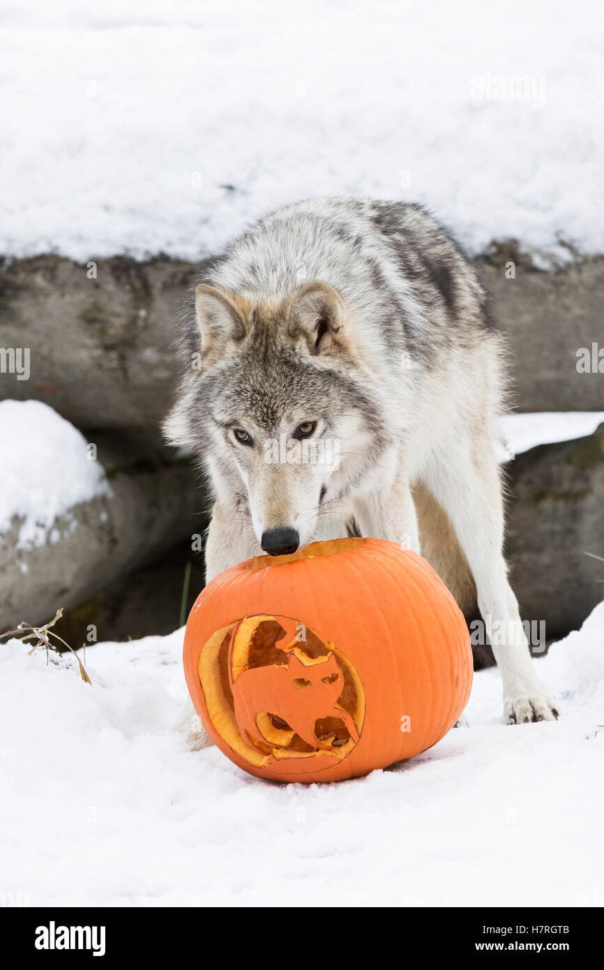 Wolf Face Pumpkin Carving
