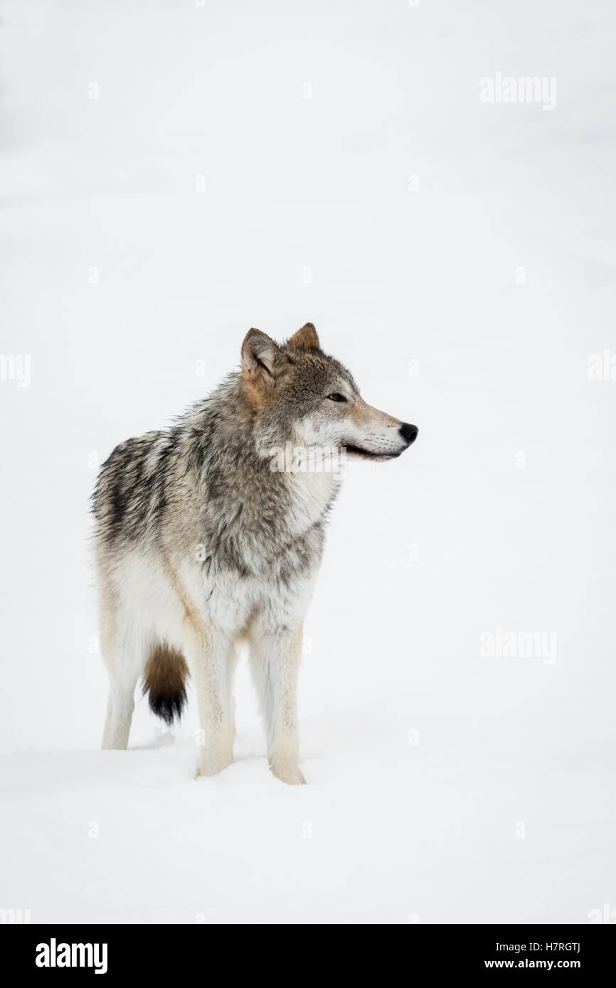CAPTIVE: Female Tundra Wolf in snow, Alaska Wildlife Conservation Center, Southcentral Alaska ...