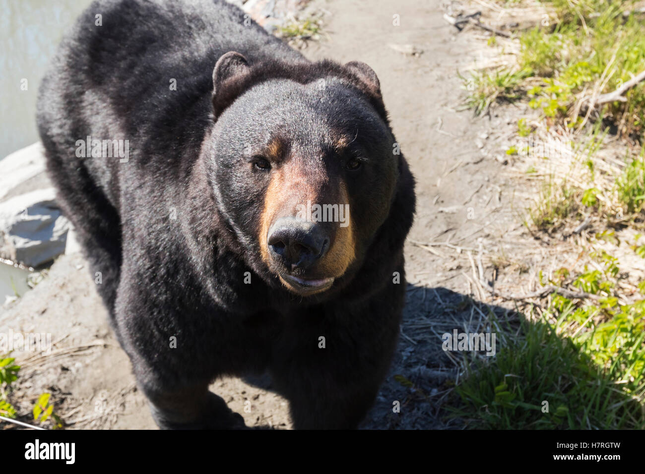 CAPTIVE: Close up of a Black Bear look upwards with eye contact, Alaska ...