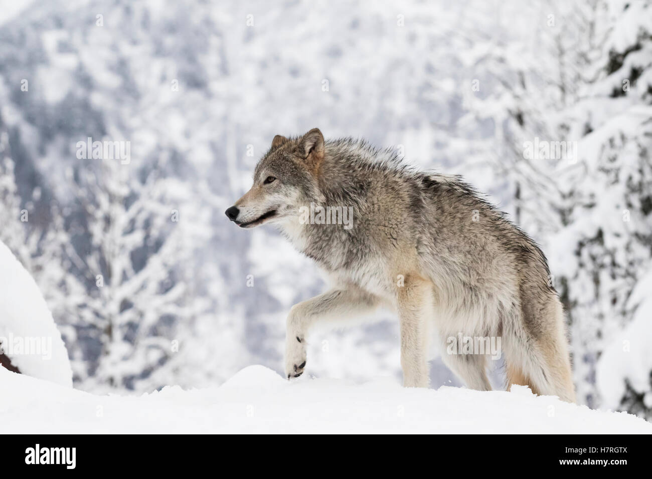 CAPTIVE: Female Tundra Wolf in snow, Alaska Wildlife Conservation Center, Southcentral Alaska ...