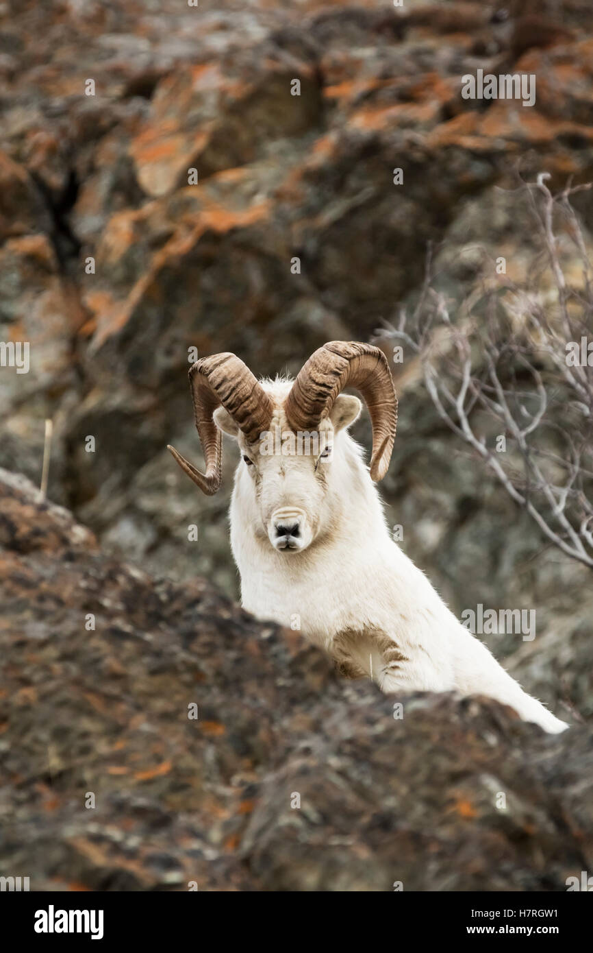 Turnagain Arm Alaska Dall Sheep High Resolution Stock Photography and ...