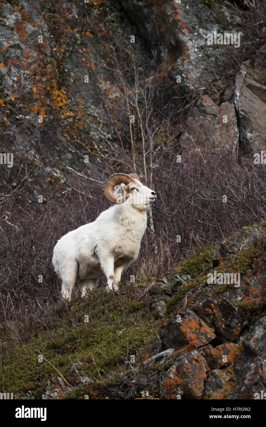 Dall sheep ram on cliff overlooking Seward Highway, Southcentral Alaska ...