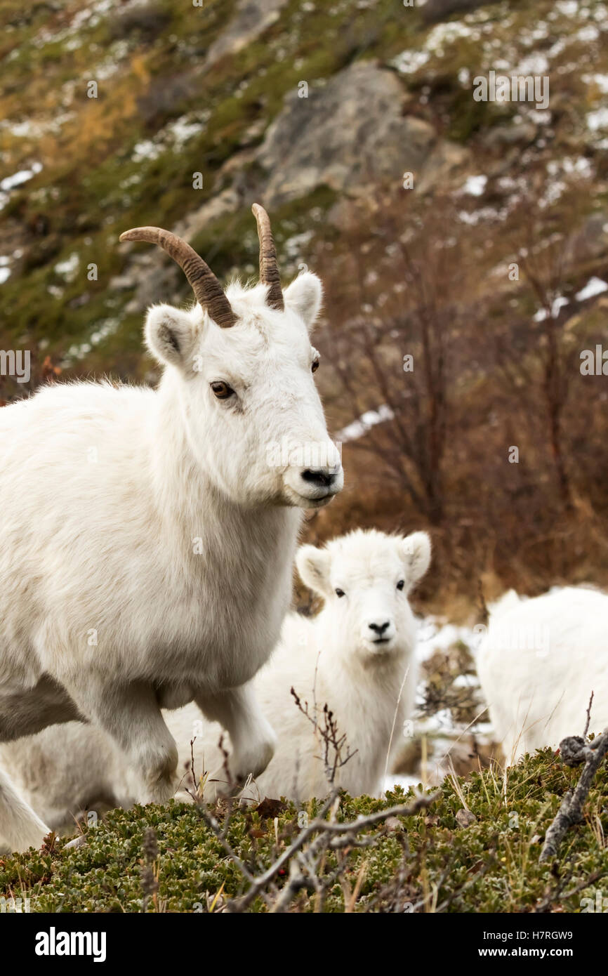 Ovis dalli spring hi-res stock photography and images - Alamy