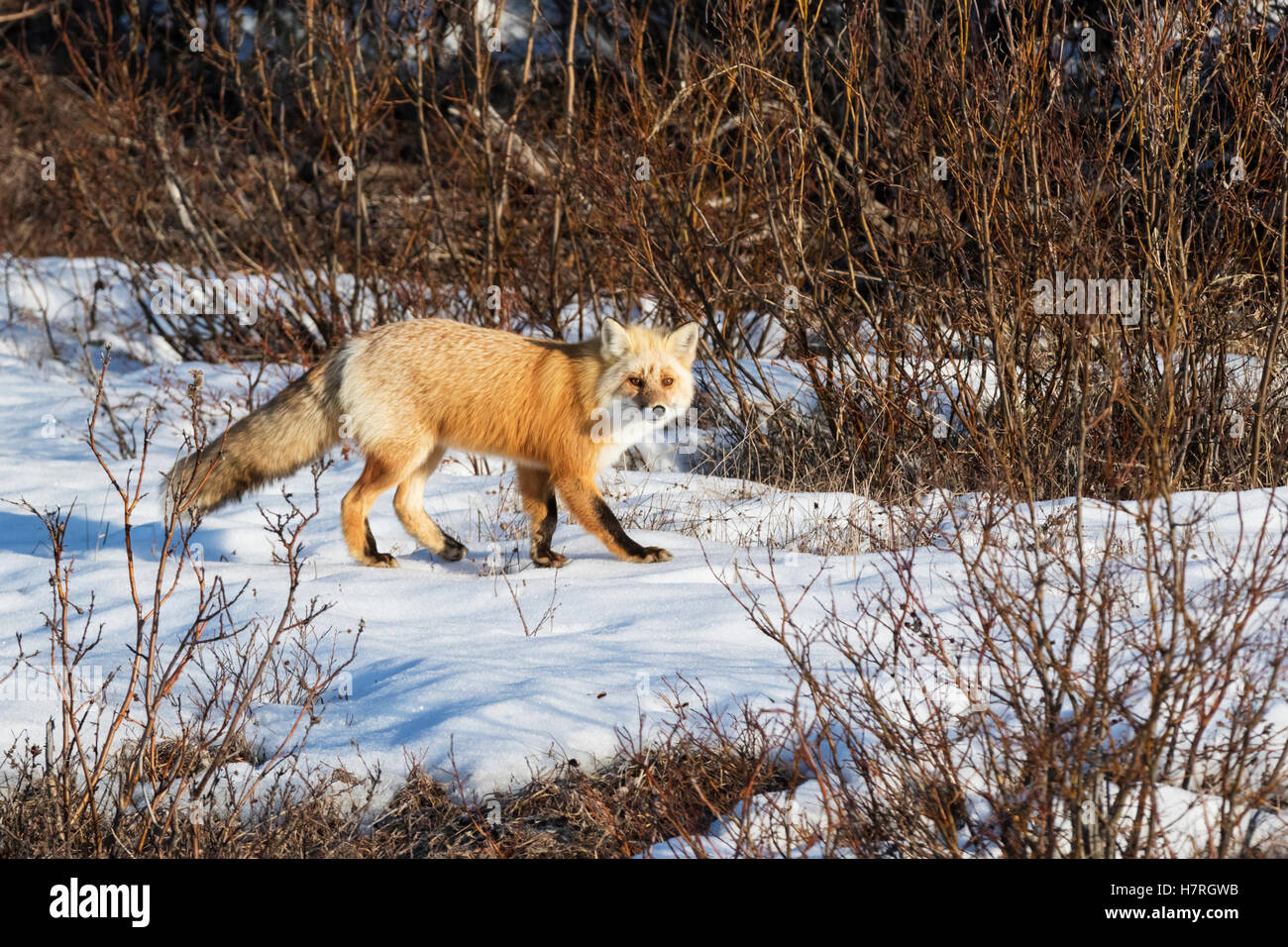 Red Fox walking near the Parks Highway in the Cantwell area, Interior ...