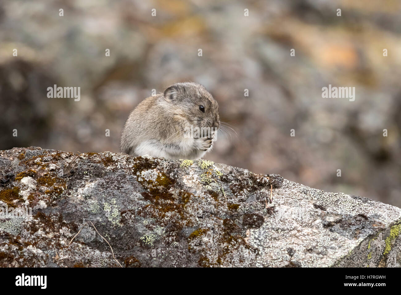 Collared Pika perched on a lichen covered rock, Hatcher Pass ...