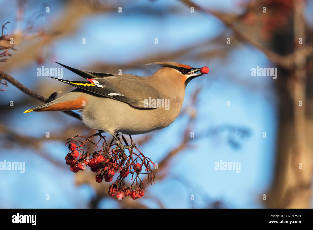 American mountain ash sorbus americana hi-res stock photography and ...